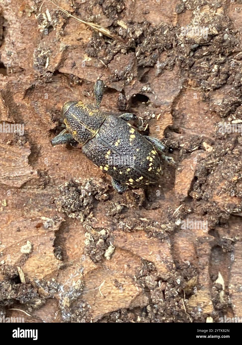 Large Pine Weevil (Hylobius abietis Stock Photo - Alamy