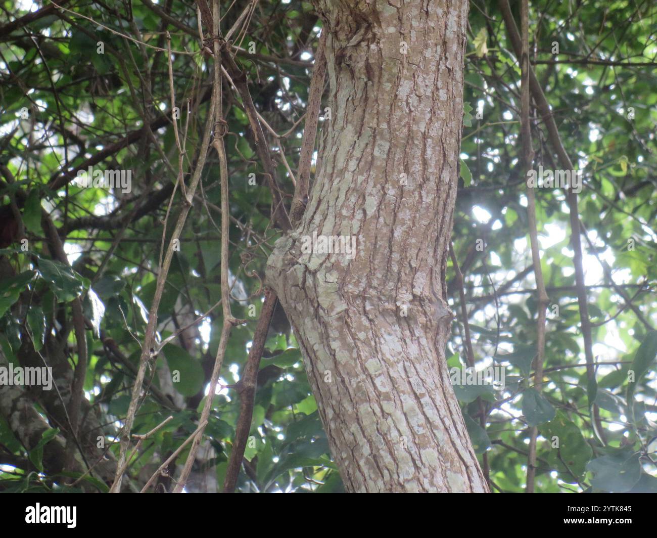 Chinese Tallow (Triadica sebifera Stock Photo - Alamy