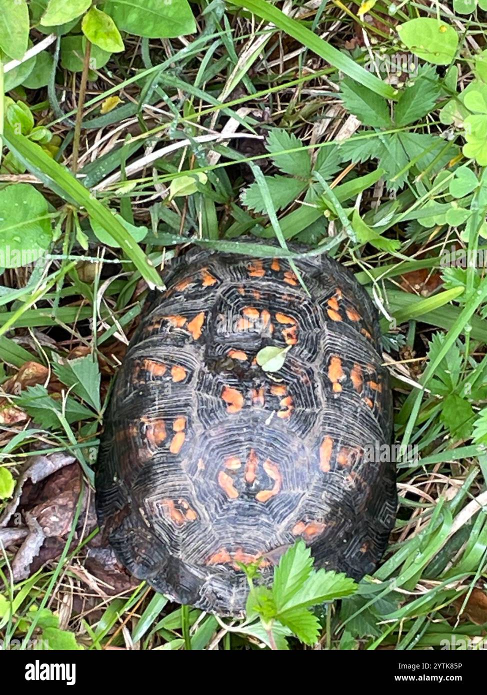 Eastern Box Turtle (Terrapene carolina carolina Stock Photo - Alamy