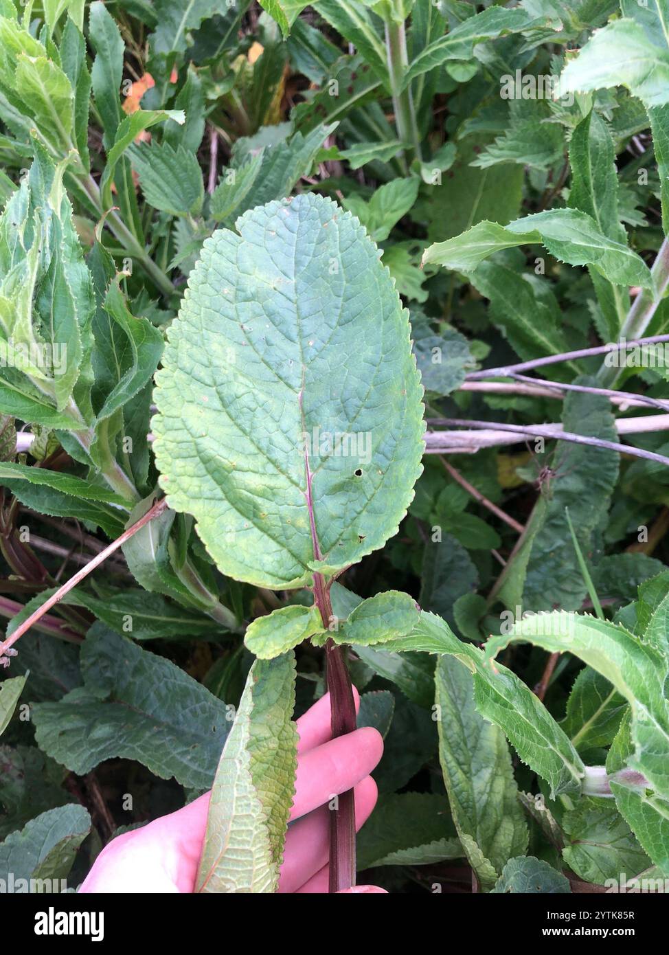 Water Figwort (Scrophularia auriculata Stock Photo - Alamy