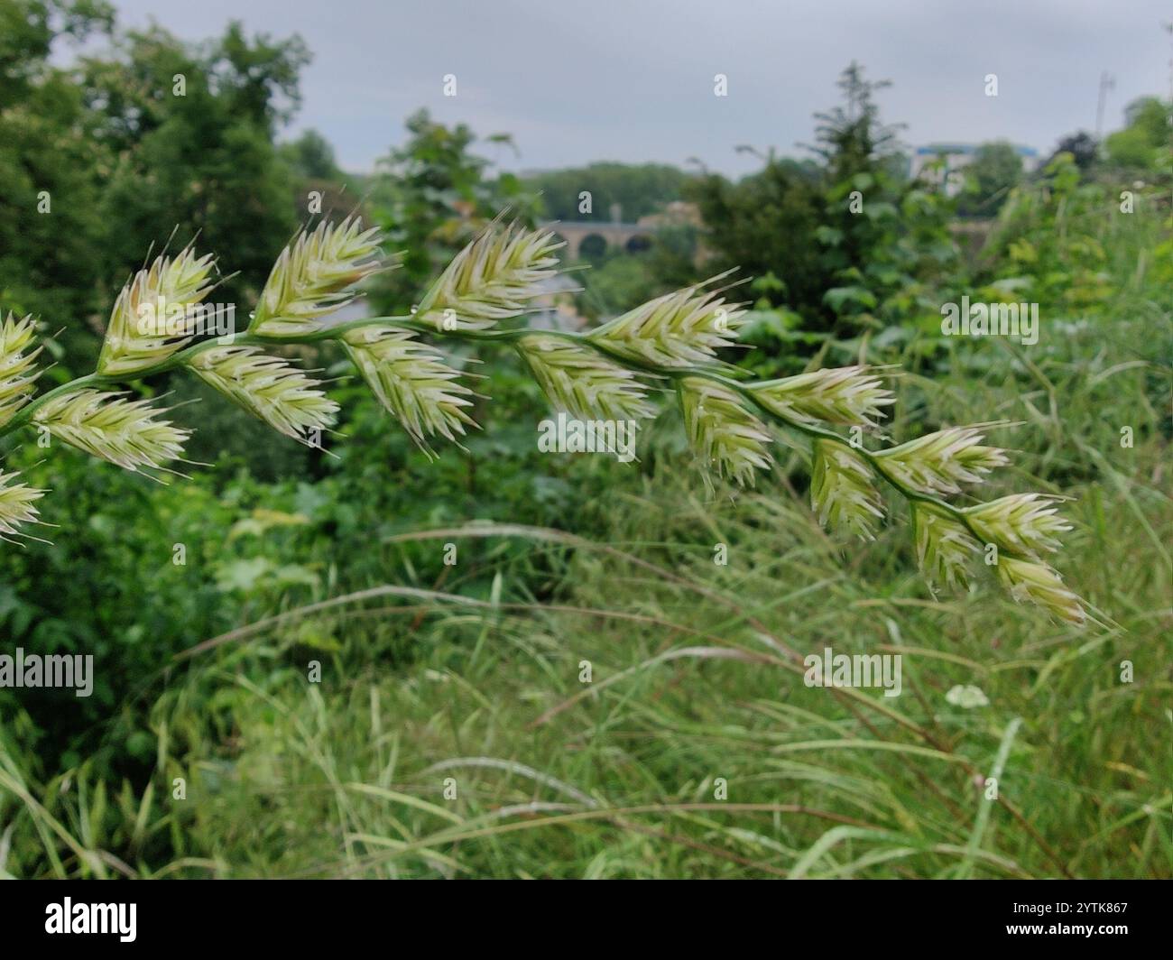 Italian Ryegrass (Lolium multiflorum Stock Photo - Alamy