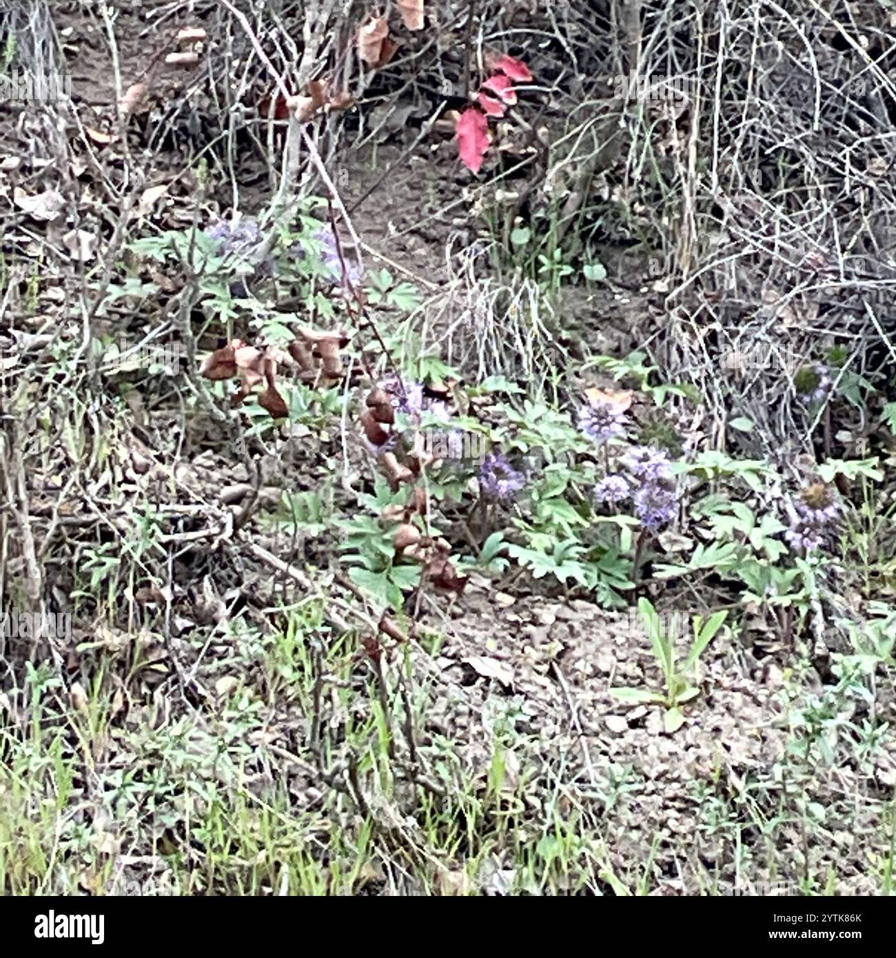 ballhead waterleaf (Hydrophyllum capitatum Stock Photo - Alamy