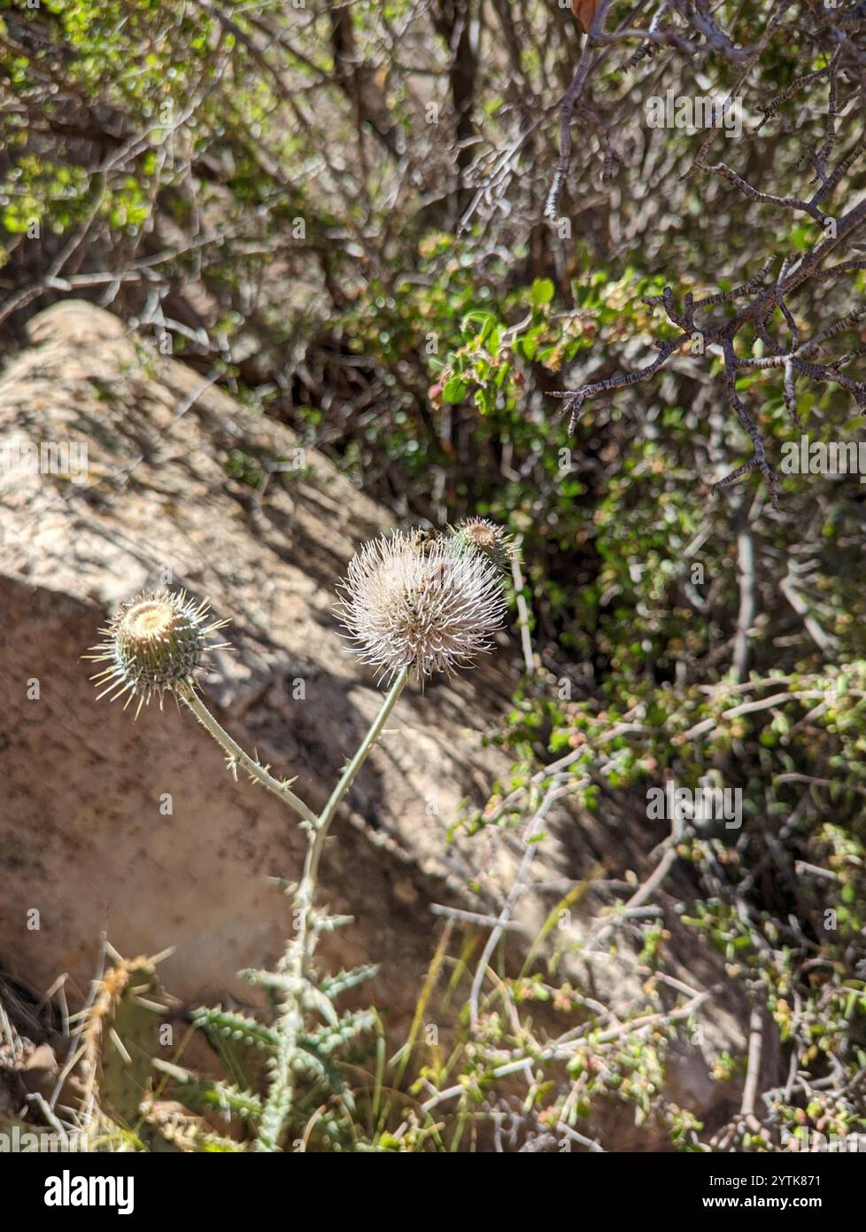 New Mexico thistle (Cirsium neomexicanum Stock Photo - Alamy
