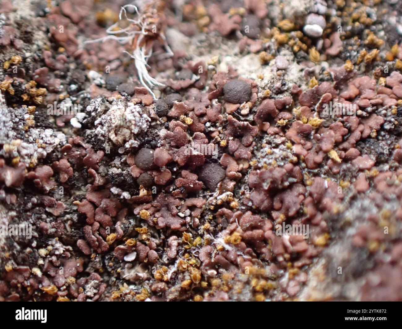 Fishscale Lichens (Psora Stock Photo - Alamy