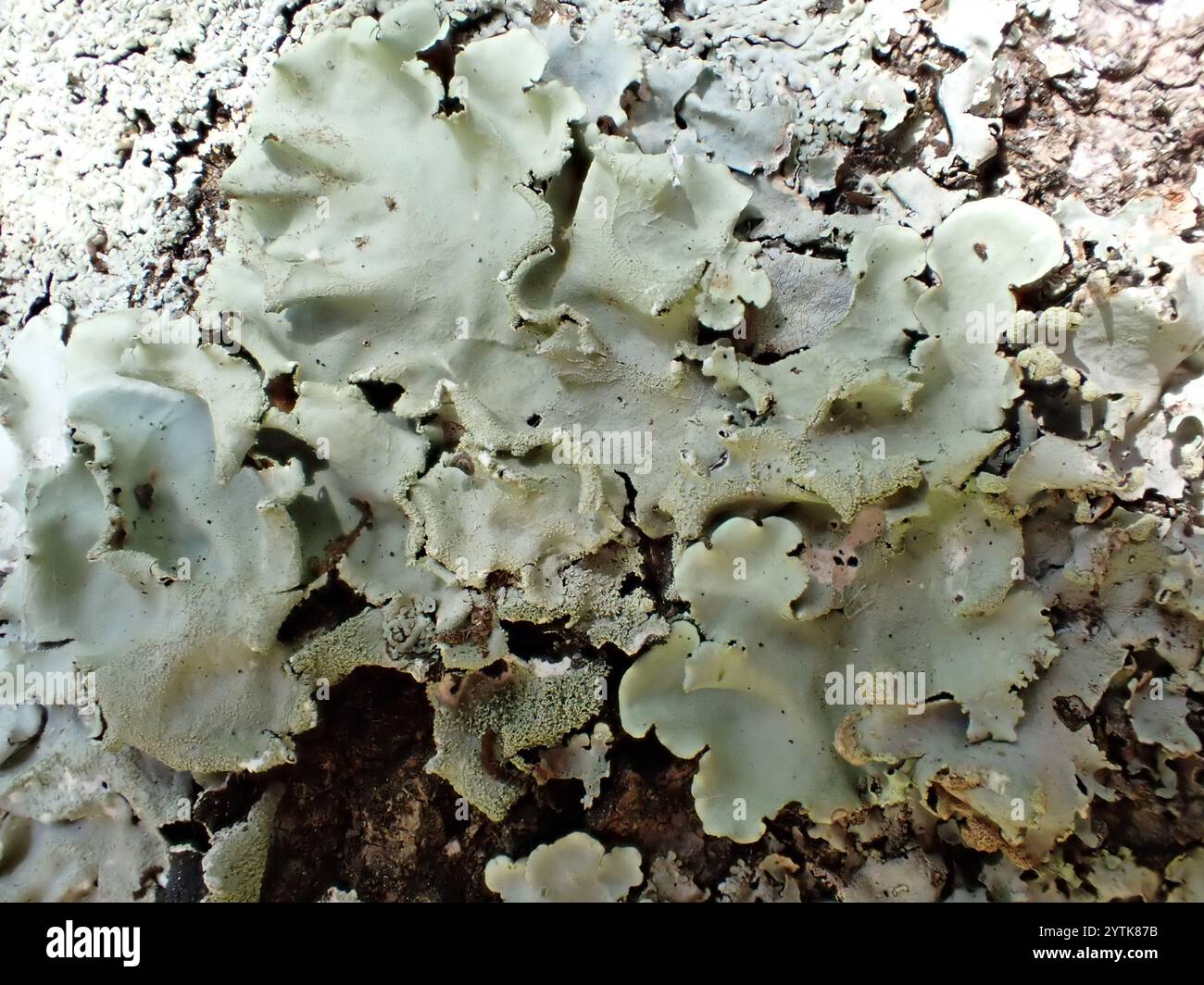 Ruffle Lichens (Parmotrema Stock Photo - Alamy