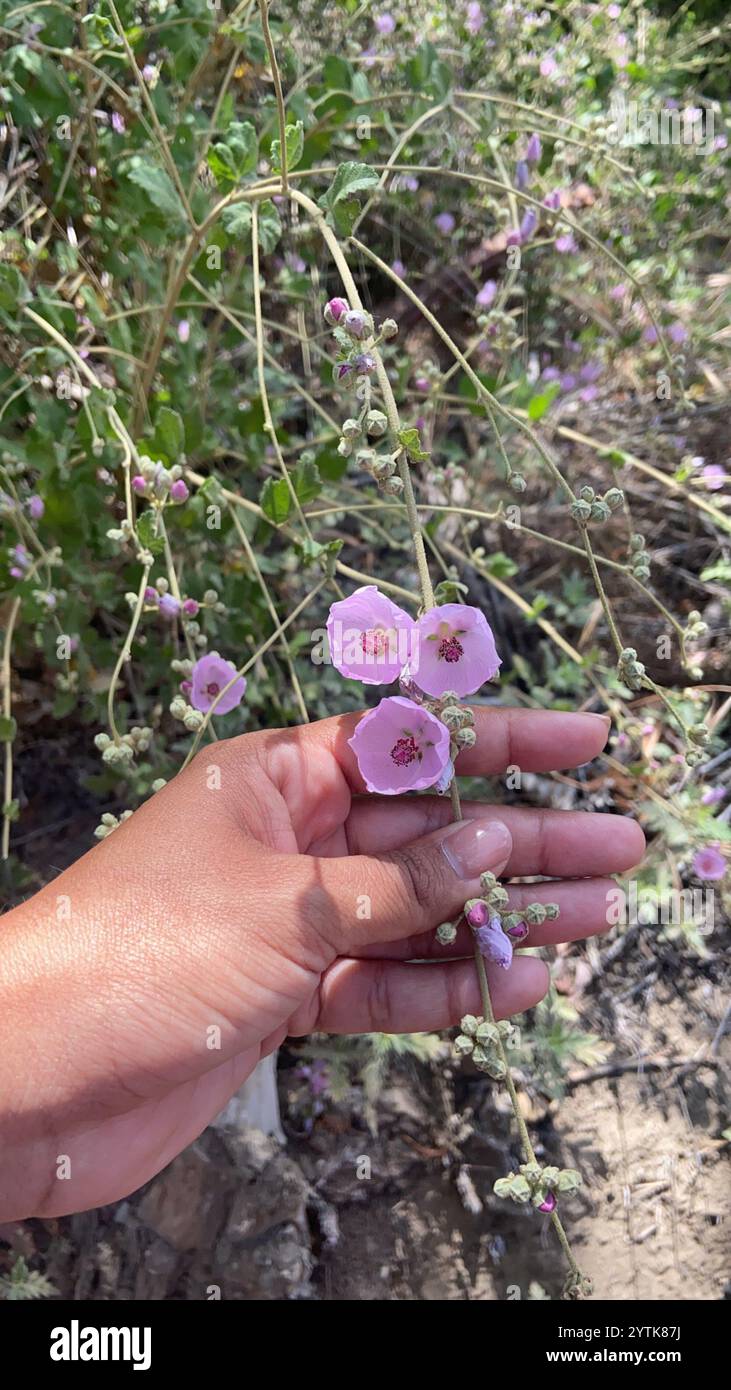 southern coastal bushmallow (Malacothamnus fasciculatus Stock Photo - Alamy