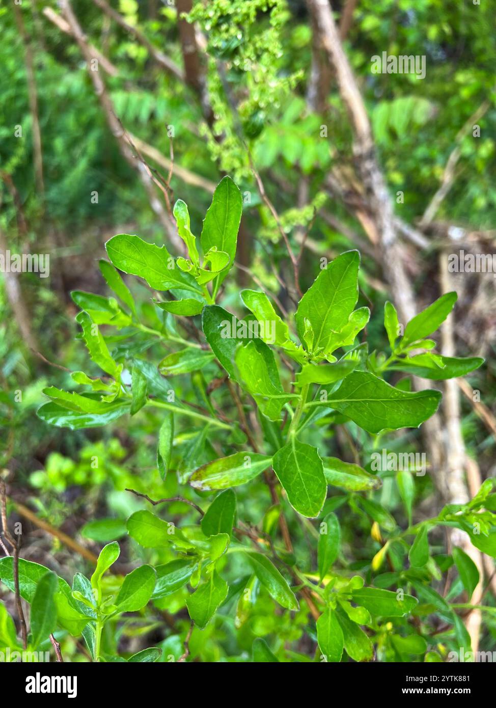 groundsel tree (Baccharis halimifolia Stock Photo - Alamy