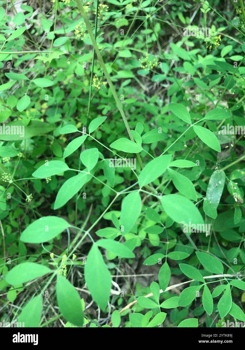 yellow pimpernel (Taenidia integerrima Stock Photo - Alamy