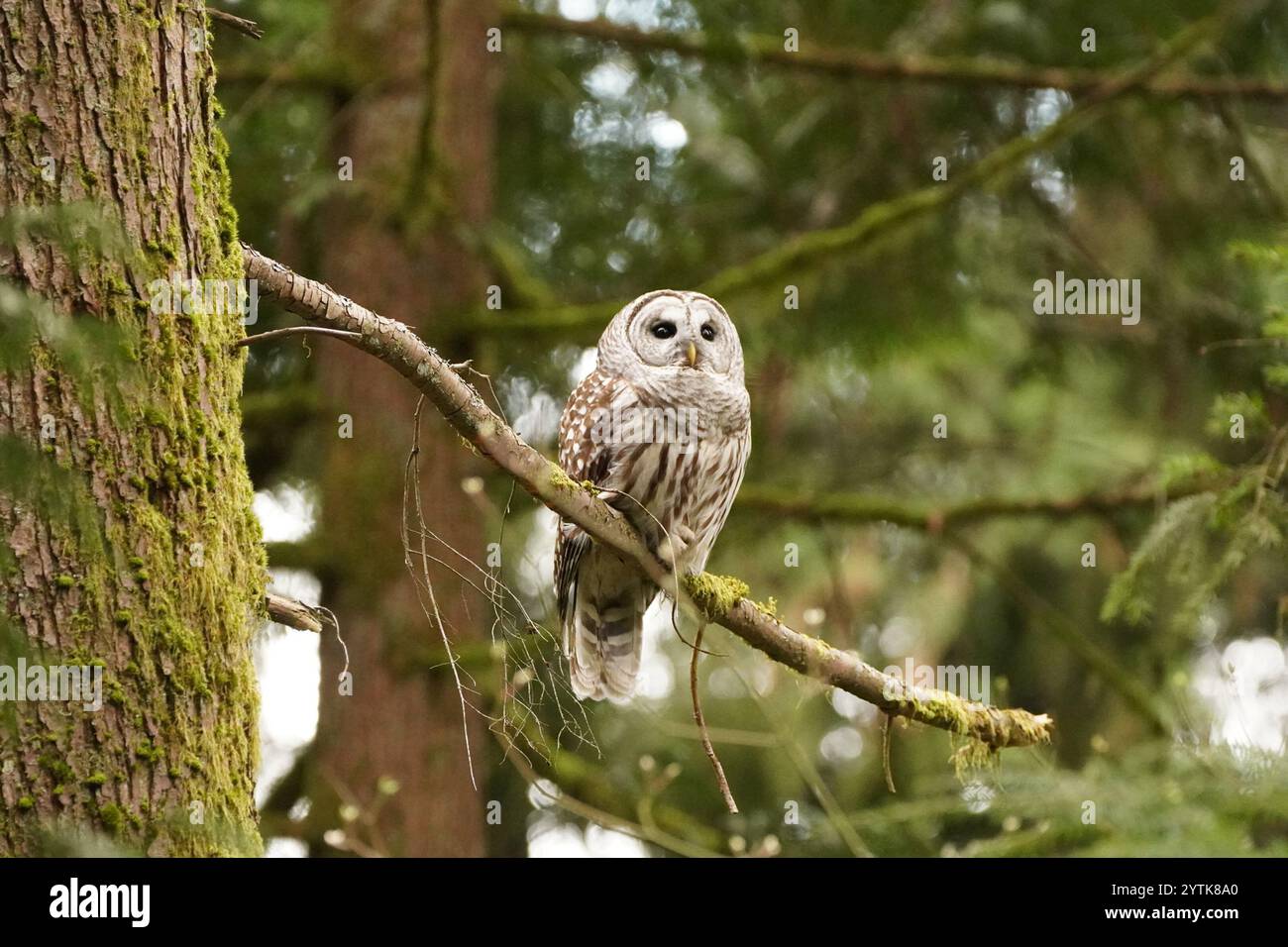 Barred Owl (Strix varia Stock Photo - Alamy