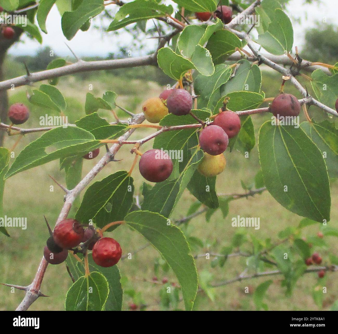 buffalo-thorn (Ziziphus mucronata Stock Photo - Alamy