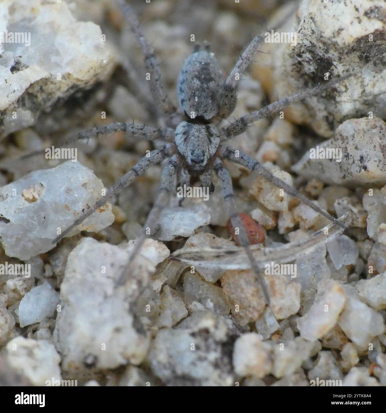Funnel Weavers (Agelenidae Stock Photo - Alamy