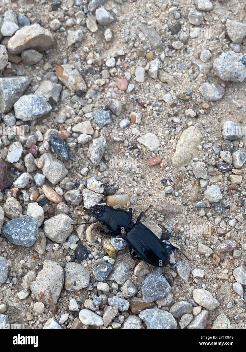 Big-headed Ground Beetle (Scarites subterraneus Stock Photo - Alamy