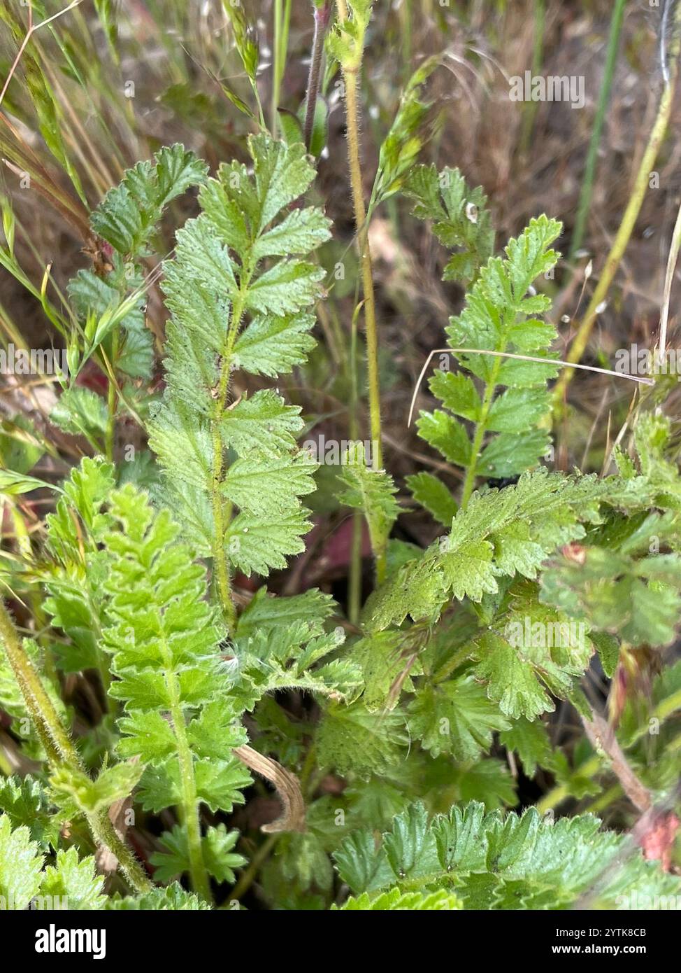 Wedge leaf horkelia (Horkelia cuneata Stock Photo - Alamy