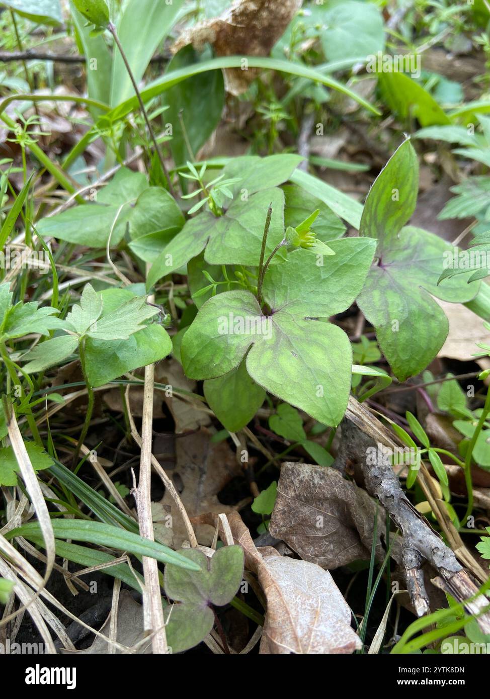 sharp-lobed hepatica (Hepatica acutiloba Stock Photo - Alamy