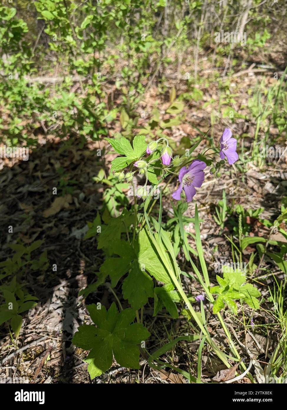 wild geranium (Geranium maculatum Stock Photo - Alamy