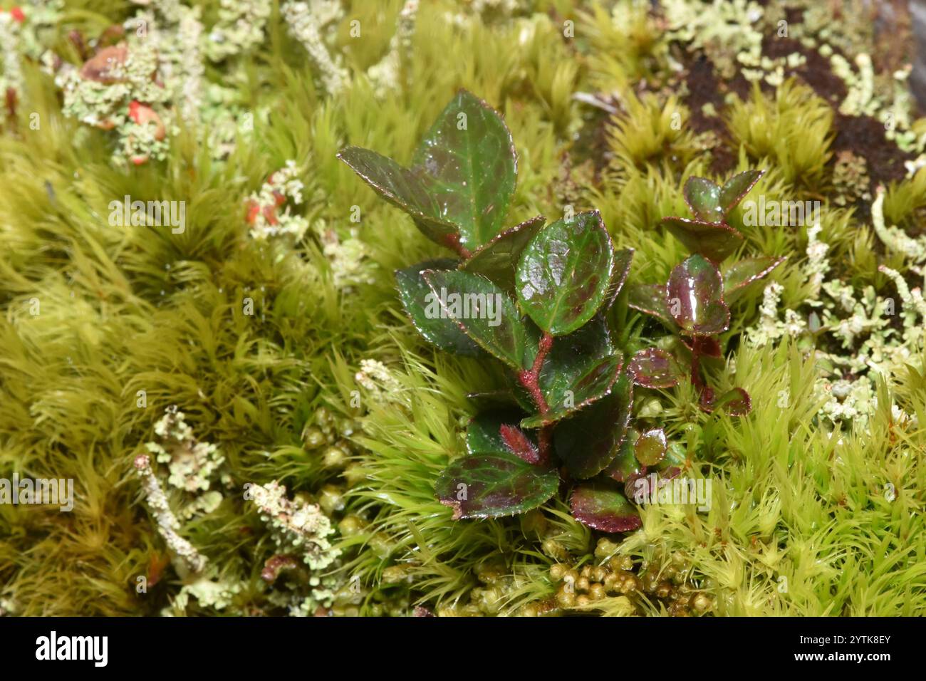 salal (Gaultheria shallon Stock Photo - Alamy