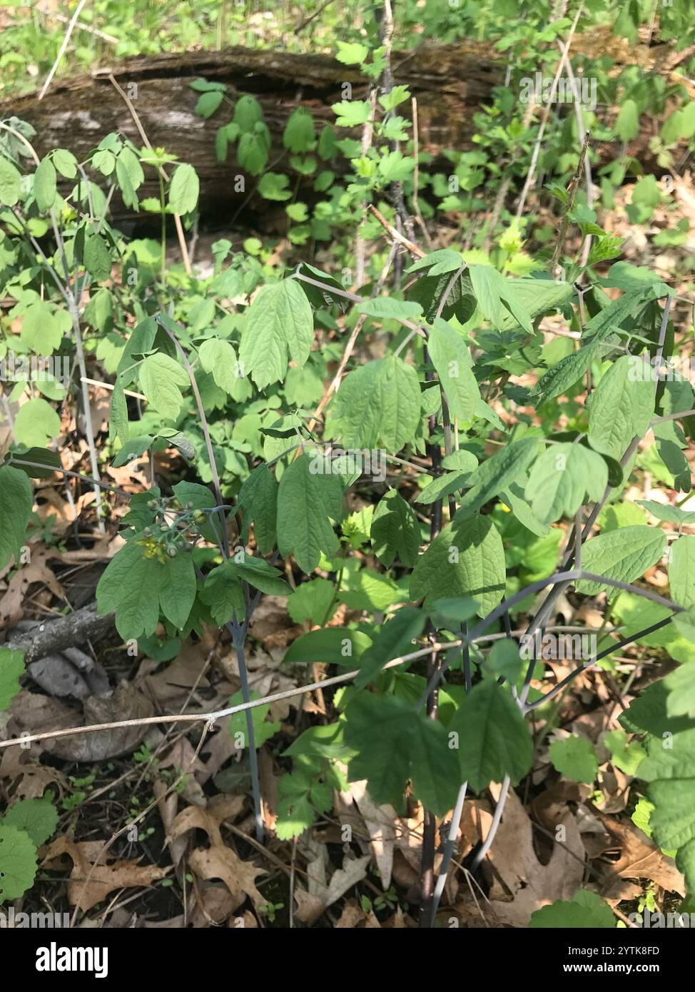 blue cohosh (Caulophyllum thalictroides Stock Photo - Alamy