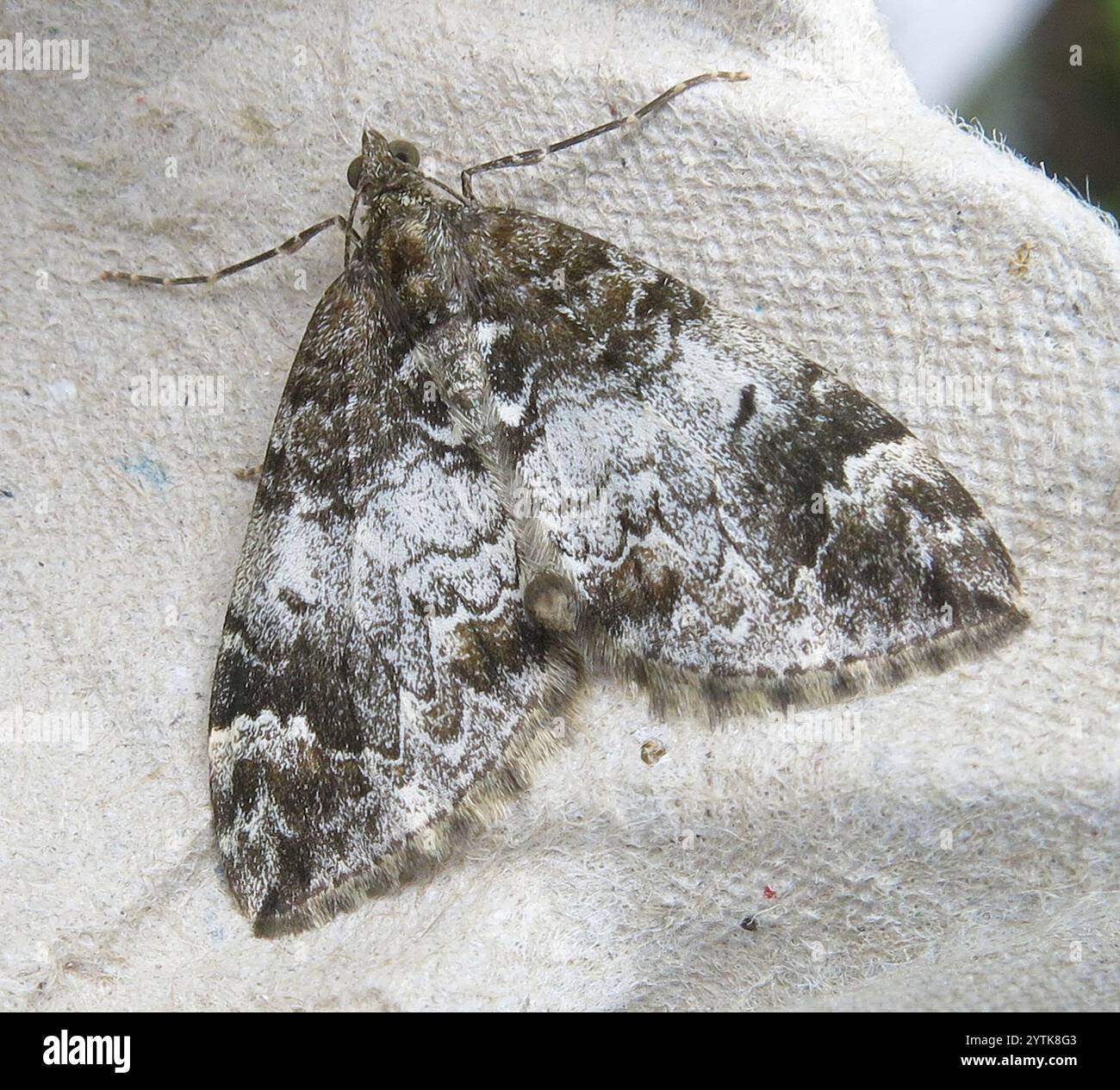 Marbled Carpet Moth (Dysstroma truncata Stock Photo - Alamy