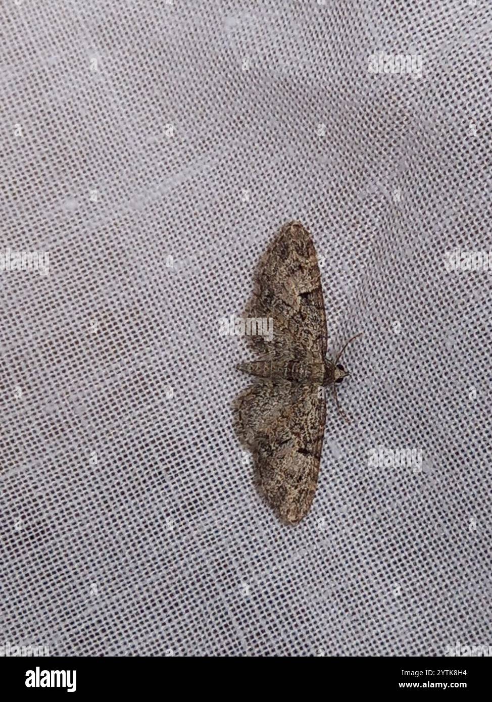 Oak tree pug hi-res stock photography and images - Alamy