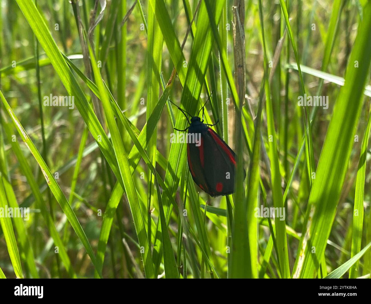 Cinnabar moth (Tyria jacobaeae Stock Photo - Alamy