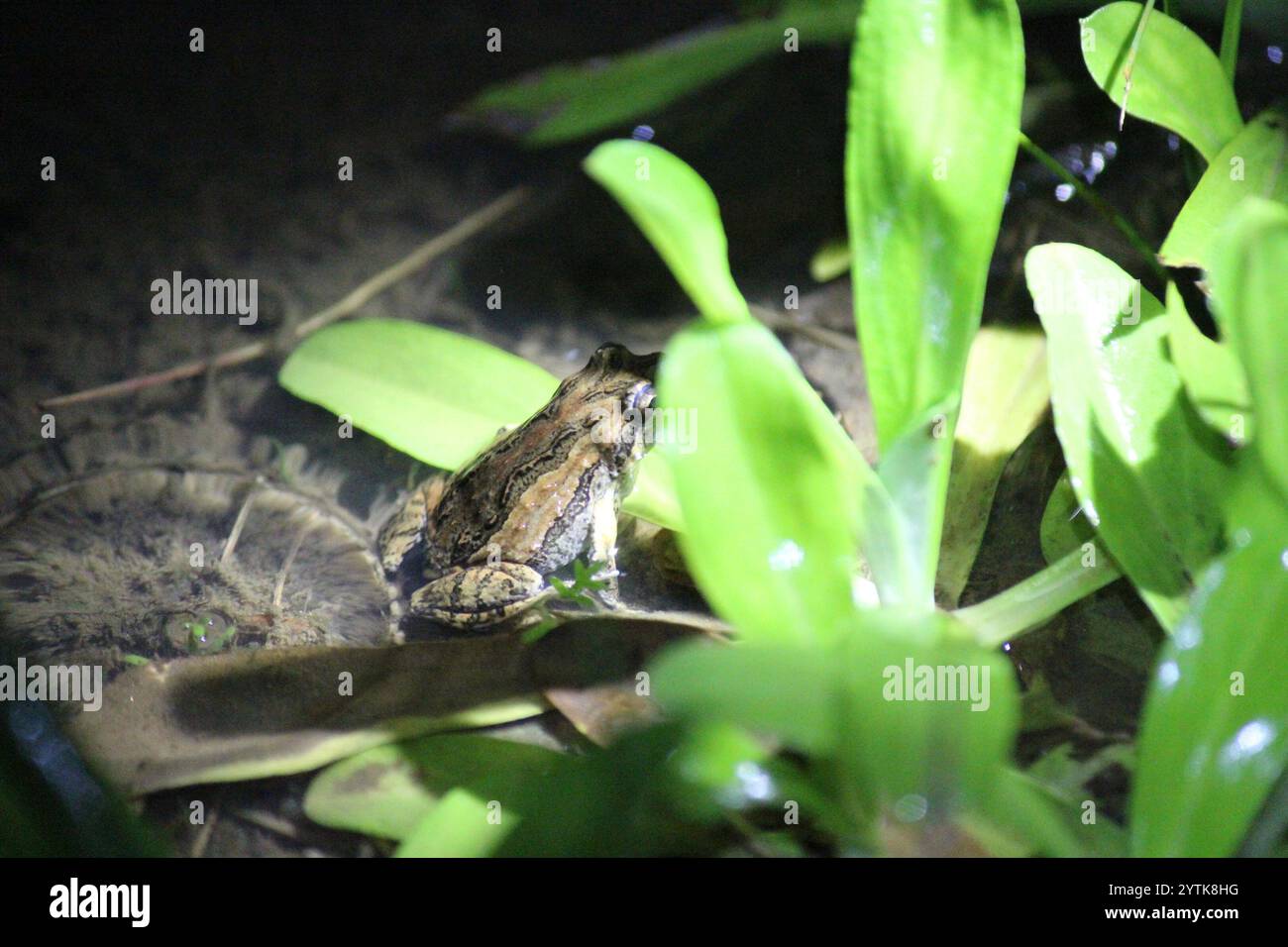 Common Eastern Froglet (Crinia signifera Stock Photo - Alamy