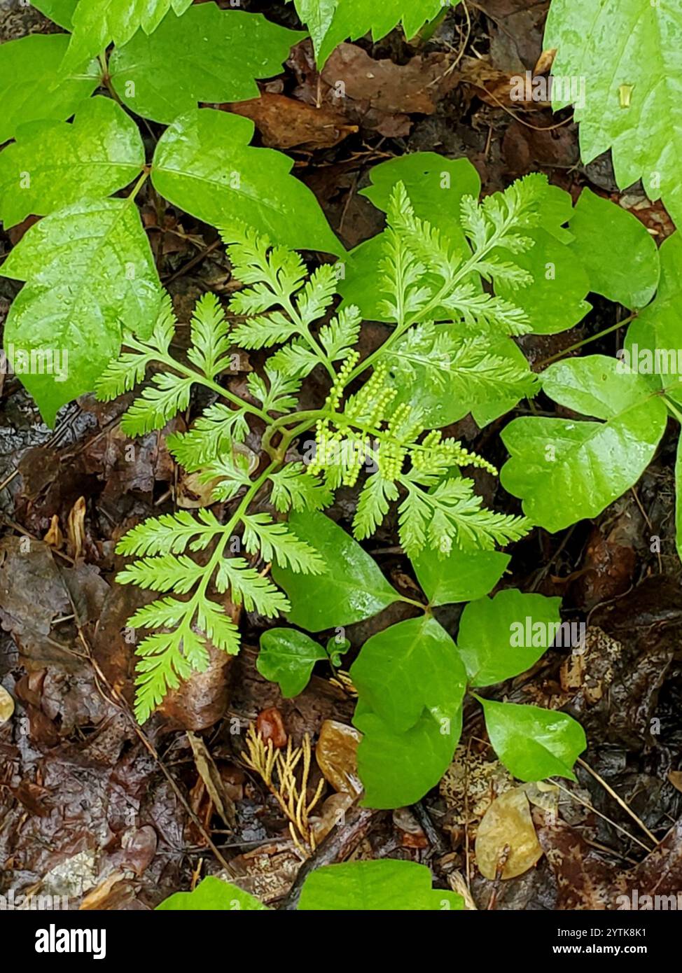 rattlesnake fern (Botrypus virginianus Stock Photo - Alamy