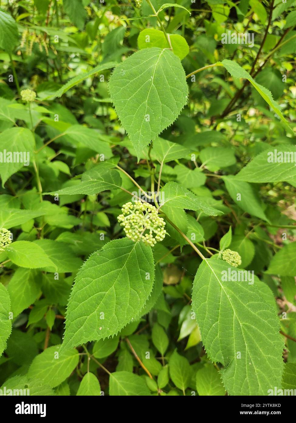 wild hydrangea (Hydrangea arborescens Stock Photo - Alamy