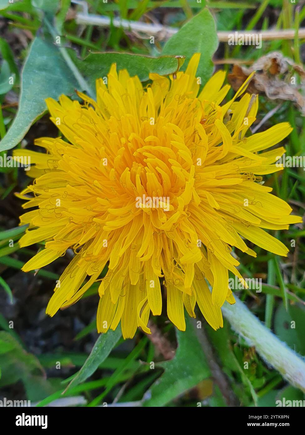 common dandelions (Taraxacum Stock Photo - Alamy