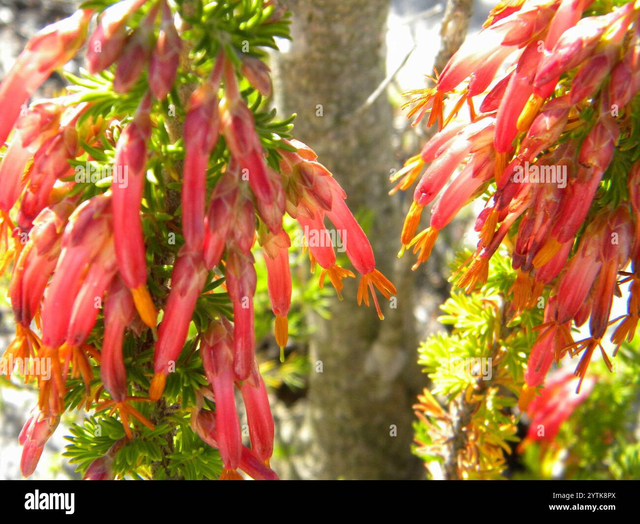 Red Hanging Heath (Erica coccinea coccinea Stock Photo - Alamy