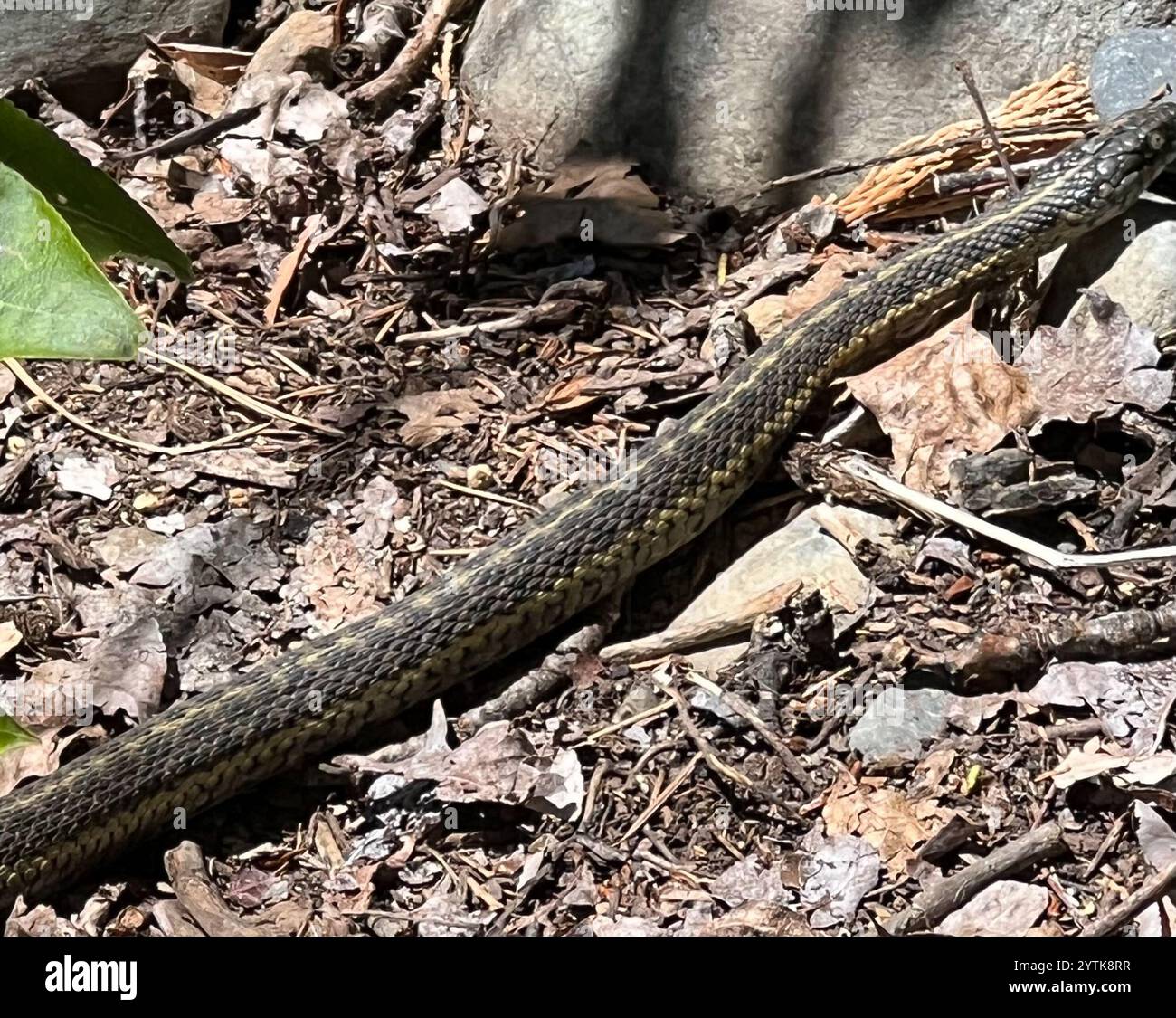Oregon Aquatic Garter Snake (Thamnophis atratus hydrophilus Stock Photo ...