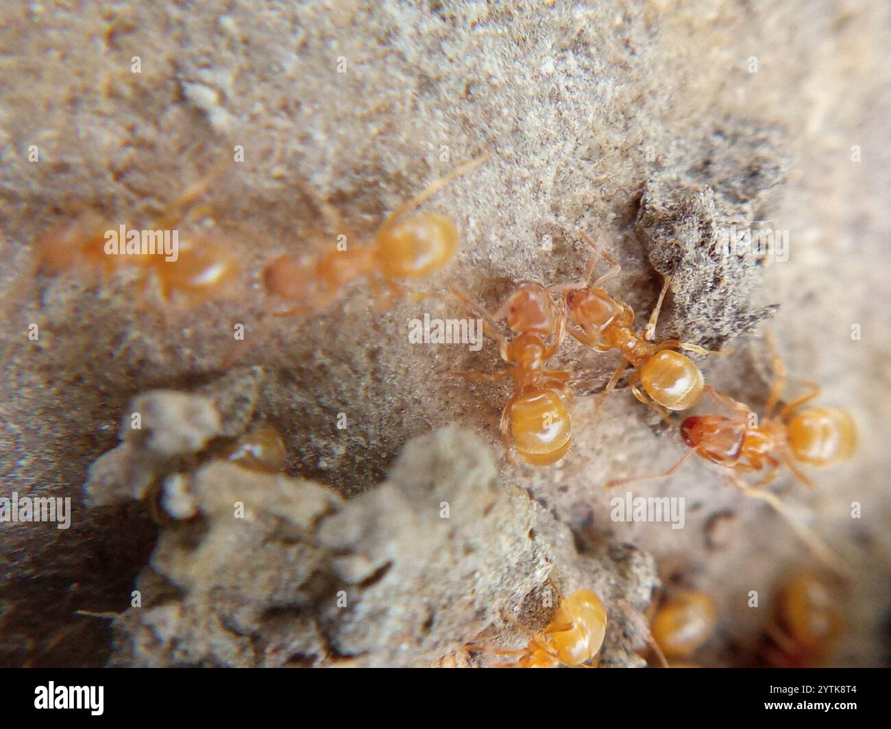 Yellow Meadow Ant (Lasius flavus Stock Photo - Alamy