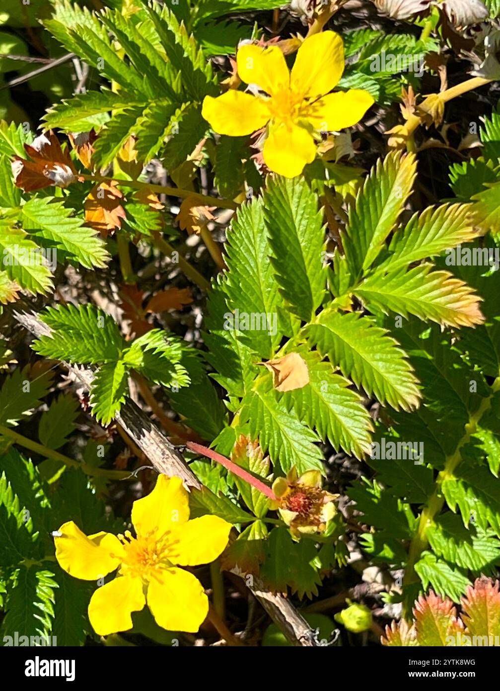 Pacific silverweed (Argentina pacifica Stock Photo - Alamy