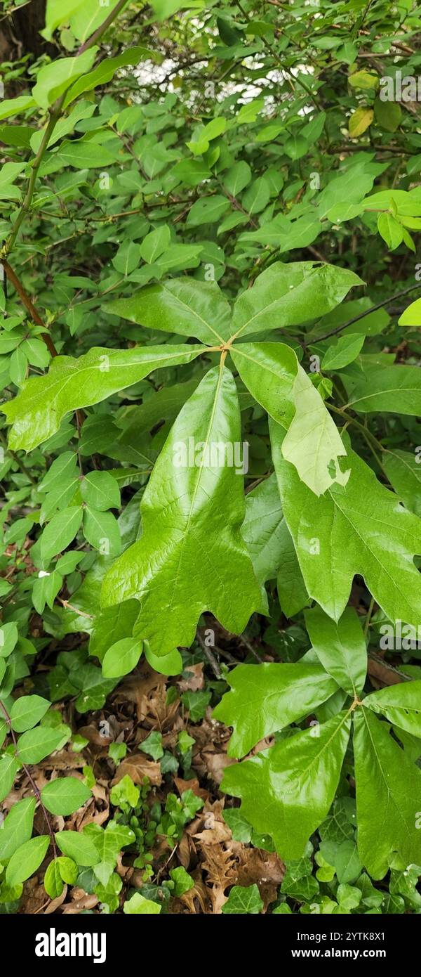 southern red oak (Quercus falcata Stock Photo - Alamy