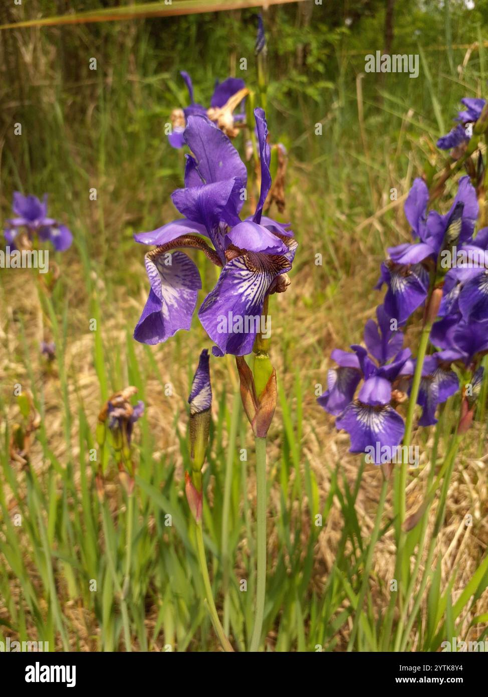Japanese Iris (Iris sanguinea Stock Photo - Alamy
