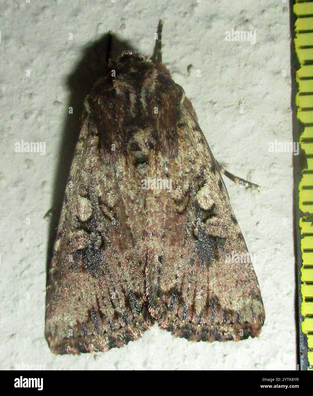 Butterflies and Moths (Lepidoptera Stock Photo - Alamy