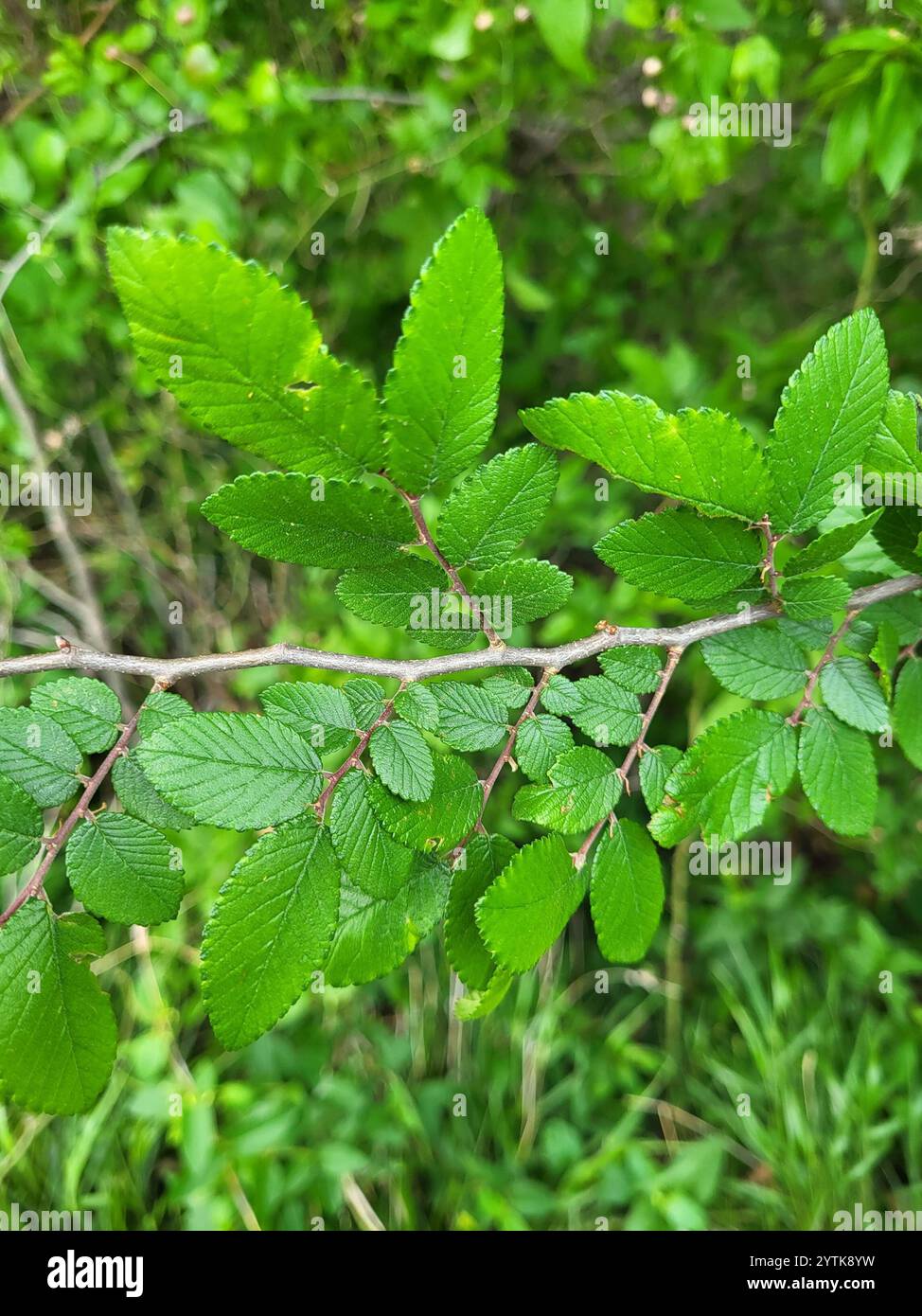 Cedar Elm (Ulmus crassifolia Stock Photo - Alamy