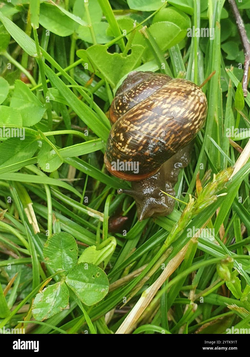 Copse Snail (Arianta arbustorum Stock Photo - Alamy
