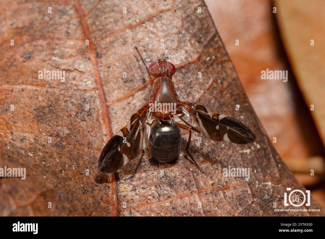 Common picture winged hi-res stock photography and images - Alamy