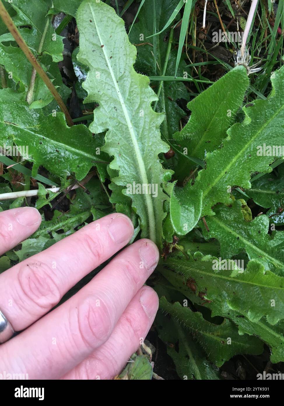 Common Cat's-ear (Hypochaeris radicata Stock Photo - Alamy