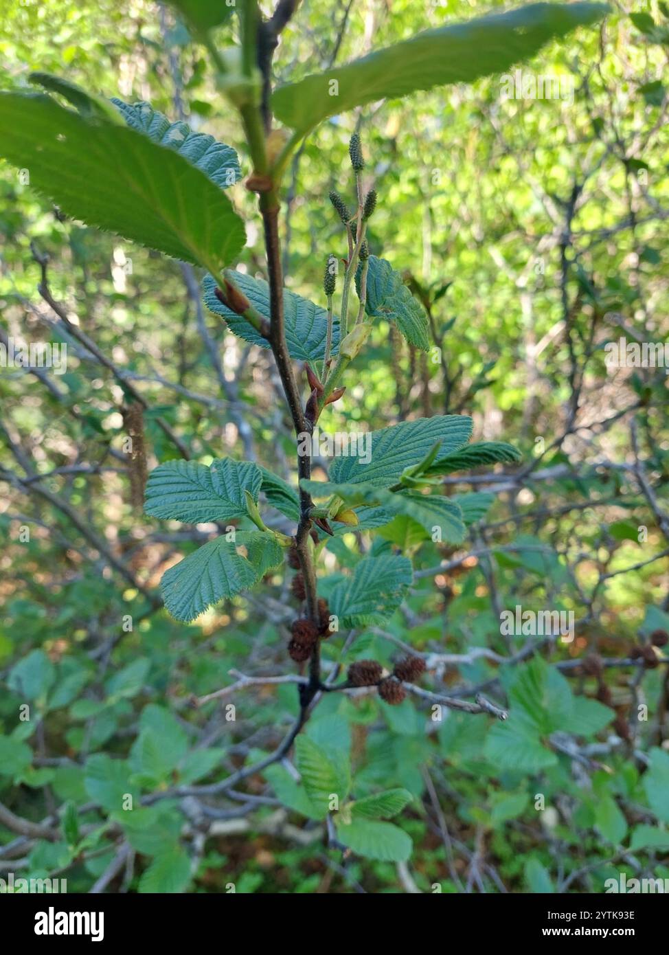 swamp alder (Alnus incana rugosa Stock Photo - Alamy