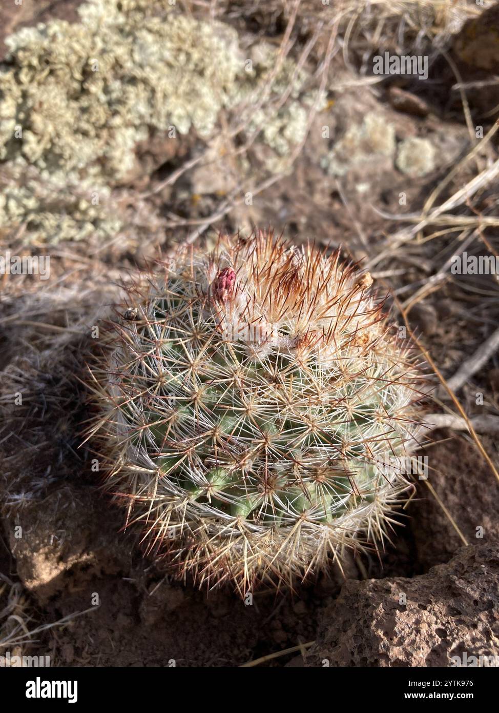 Mountain Ball Cactus (Pediocactus simpsonii Stock Photo - Alamy