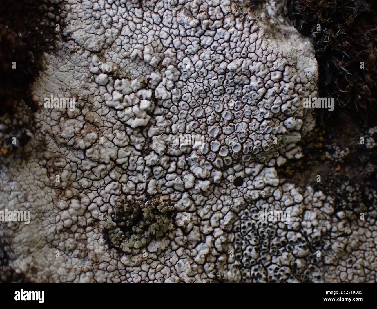 Sunken disk lichen hi-res stock photography and images - Alamy