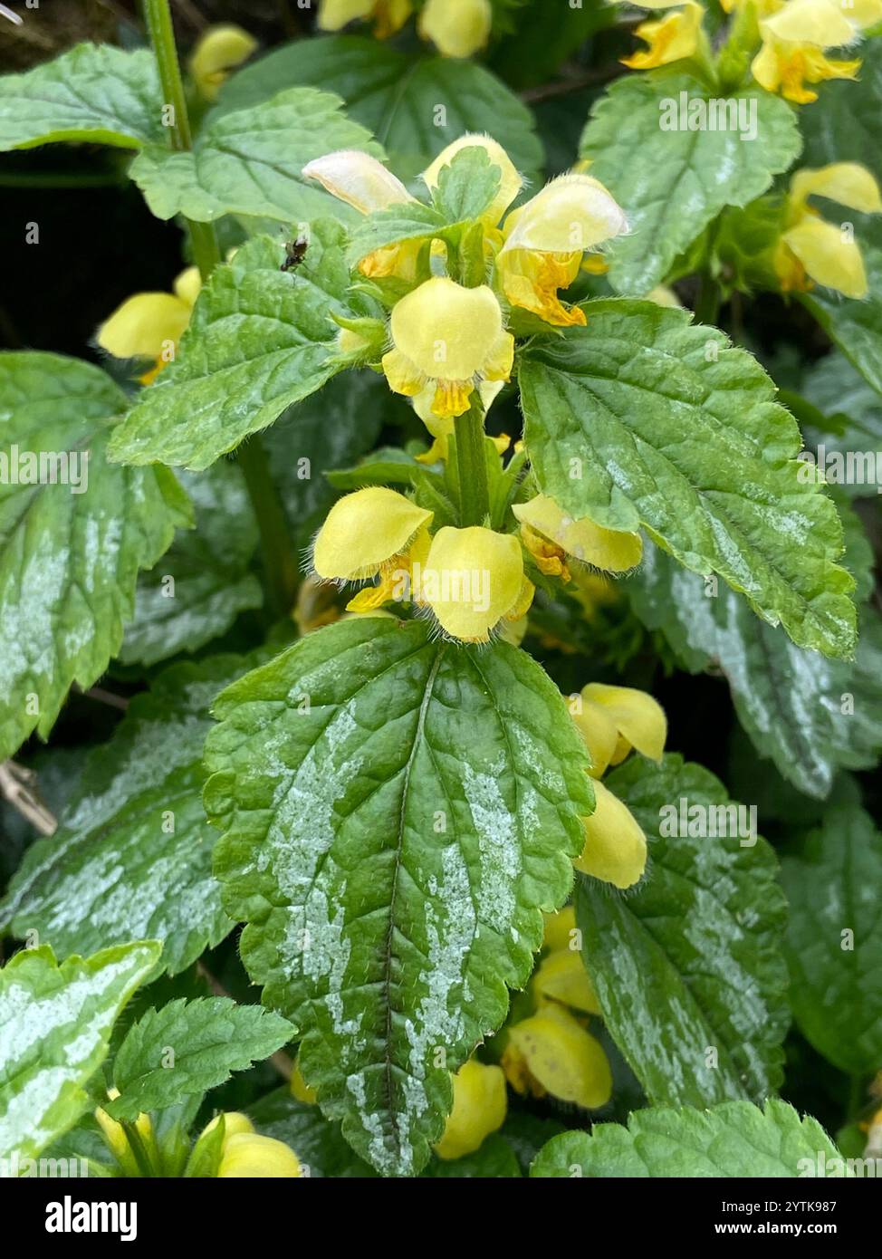 Variegated Yellow Archangel (Lamium galeobdolon argentatum Stock Photo ...