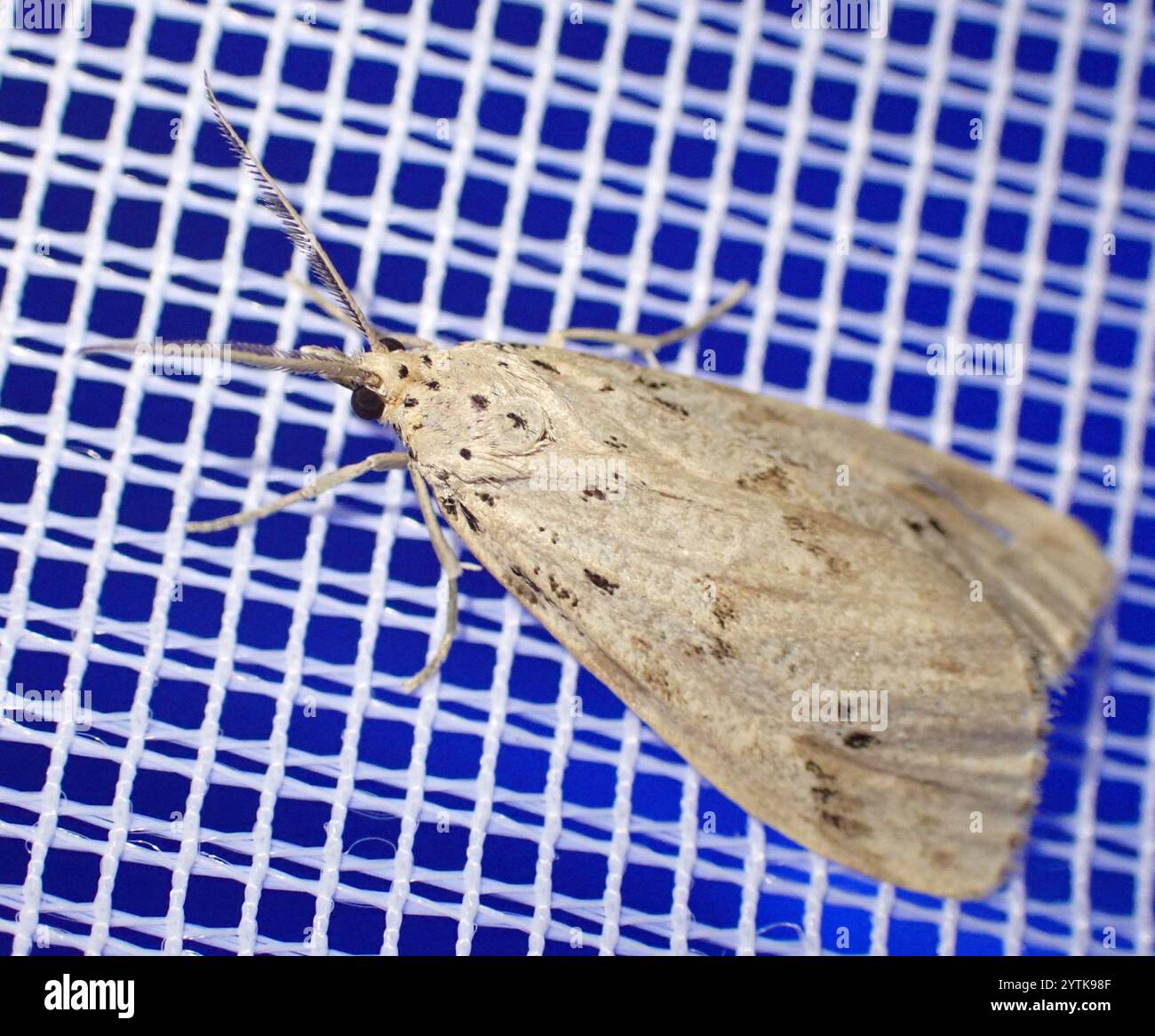 Cape Ivy Moth (Diota rostrata Stock Photo - Alamy