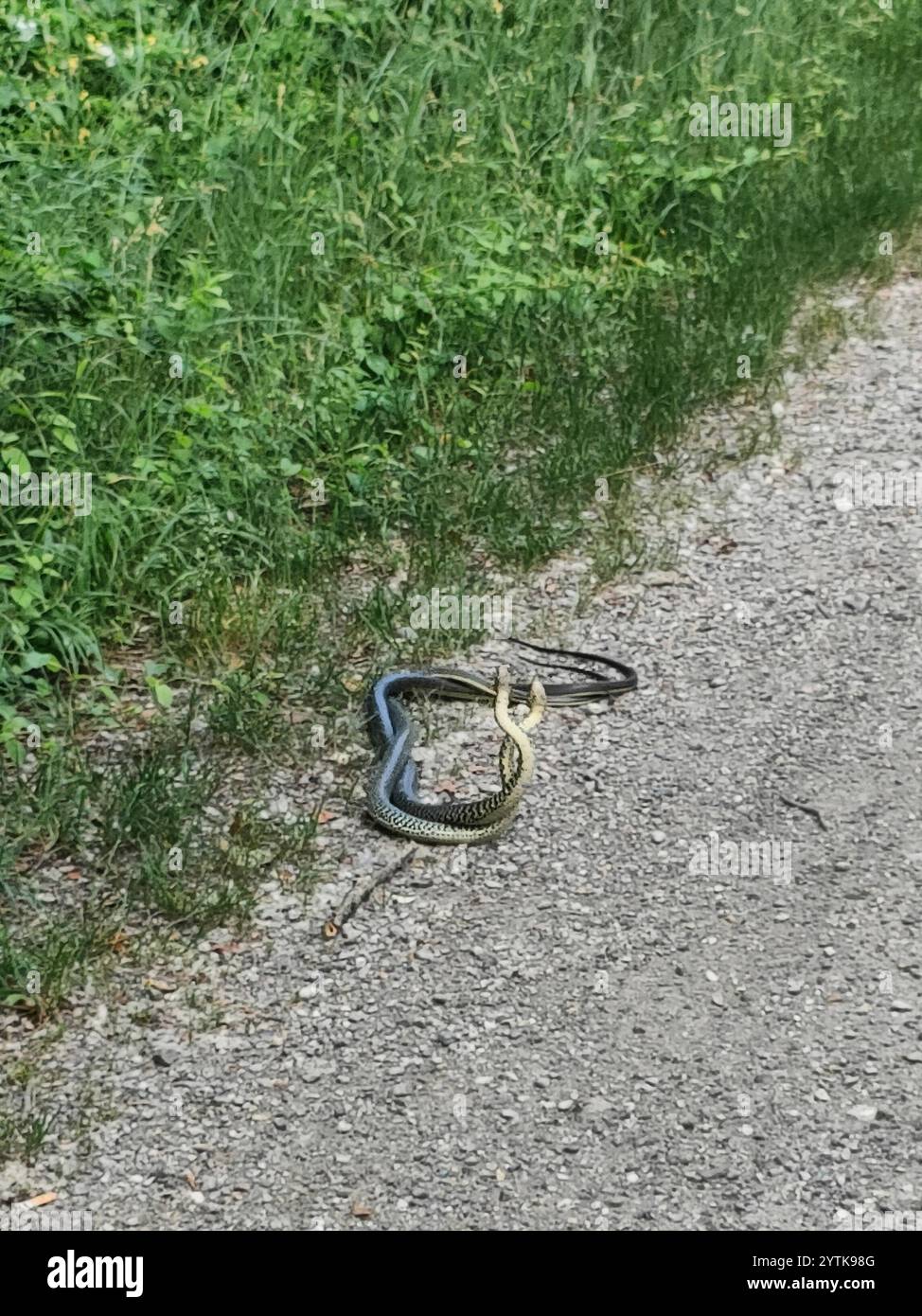 Green Whip Snake (Hierophis viridiflavus Stock Photo - Alamy
