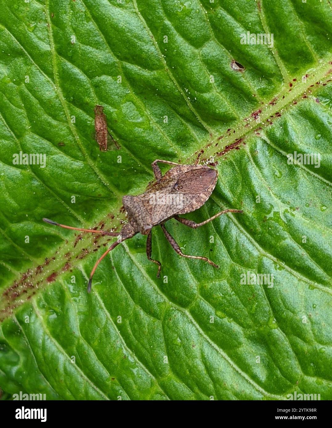 Dock Bug (Coreus marginatus Stock Photo - Alamy