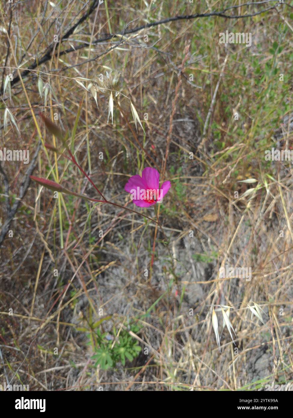 ruby chalice clarkia (Clarkia rubicunda Stock Photo - Alamy