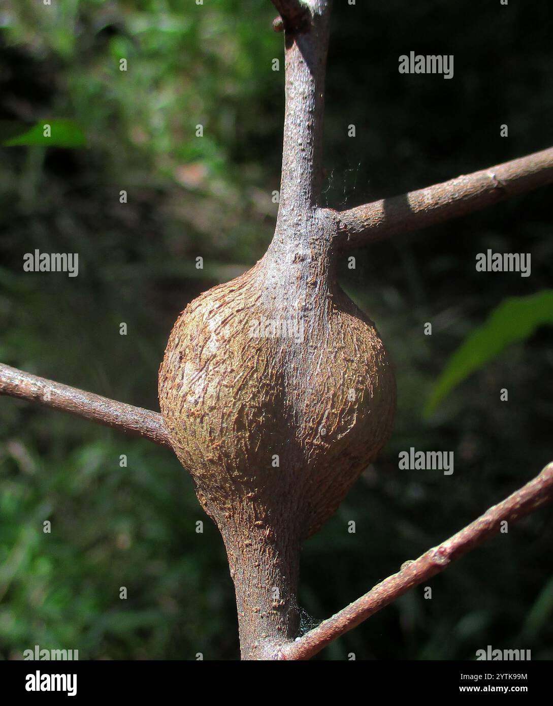 tamboti (Spirostachys africana Stock Photo - Alamy