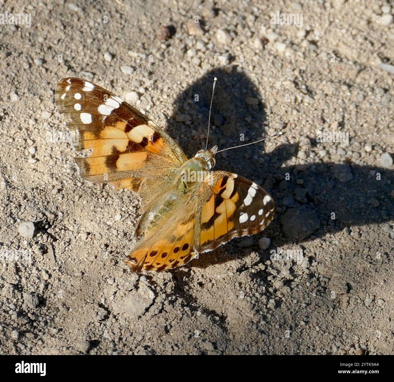Painted Lady (Vanessa cardui Stock Photo - Alamy