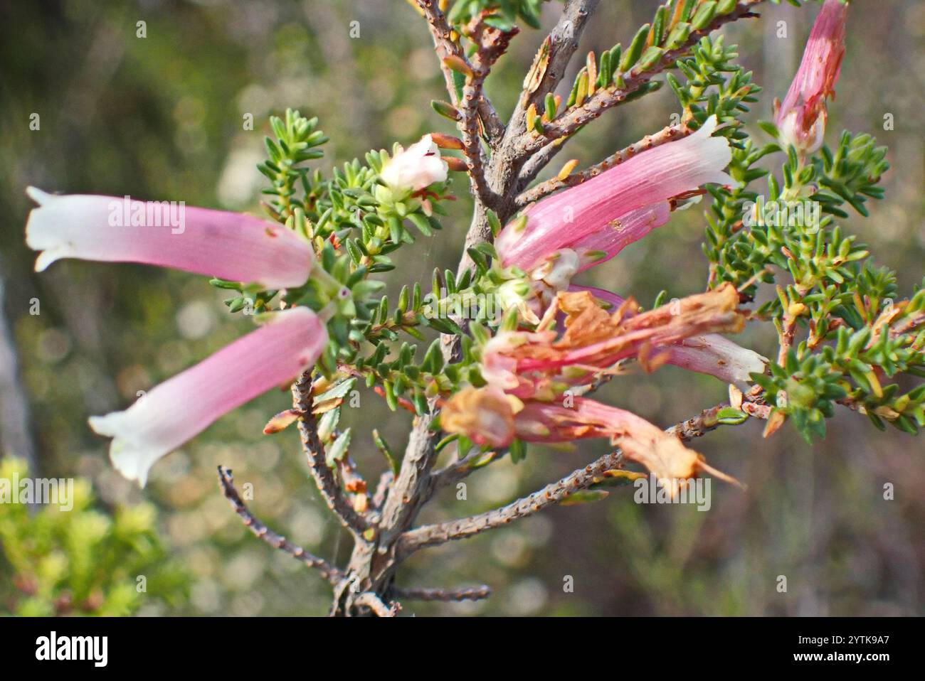 Twotone Heath (Erica versicolor Stock Photo - Alamy